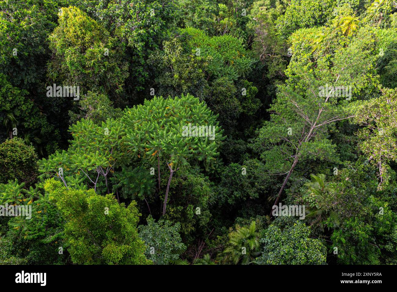 Mamu australia hi-res stock photography and images - Alamy