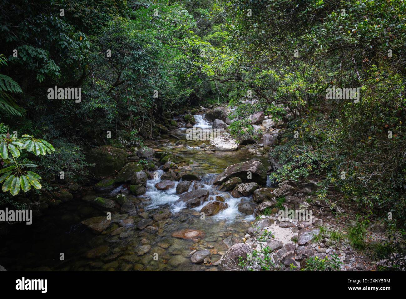 A stream in the jungle of Daintree National Park in Queensland ...