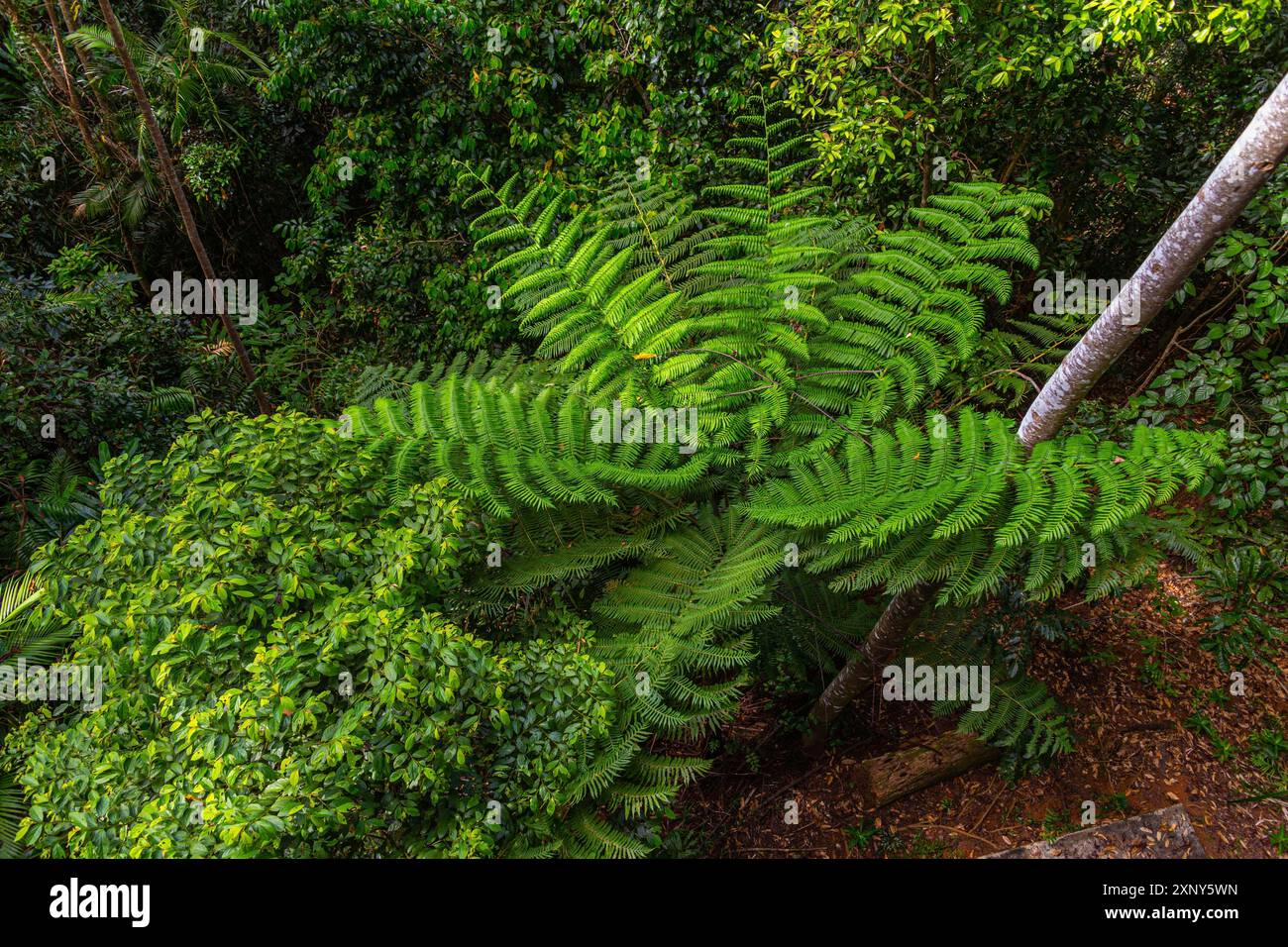 Mamu australia hi-res stock photography and images - Alamy