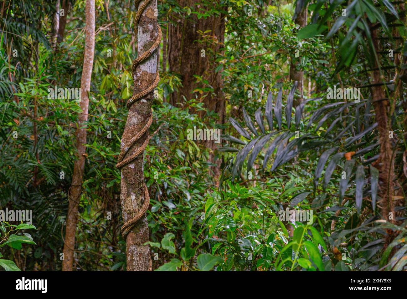 Mamu australia hi-res stock photography and images - Alamy