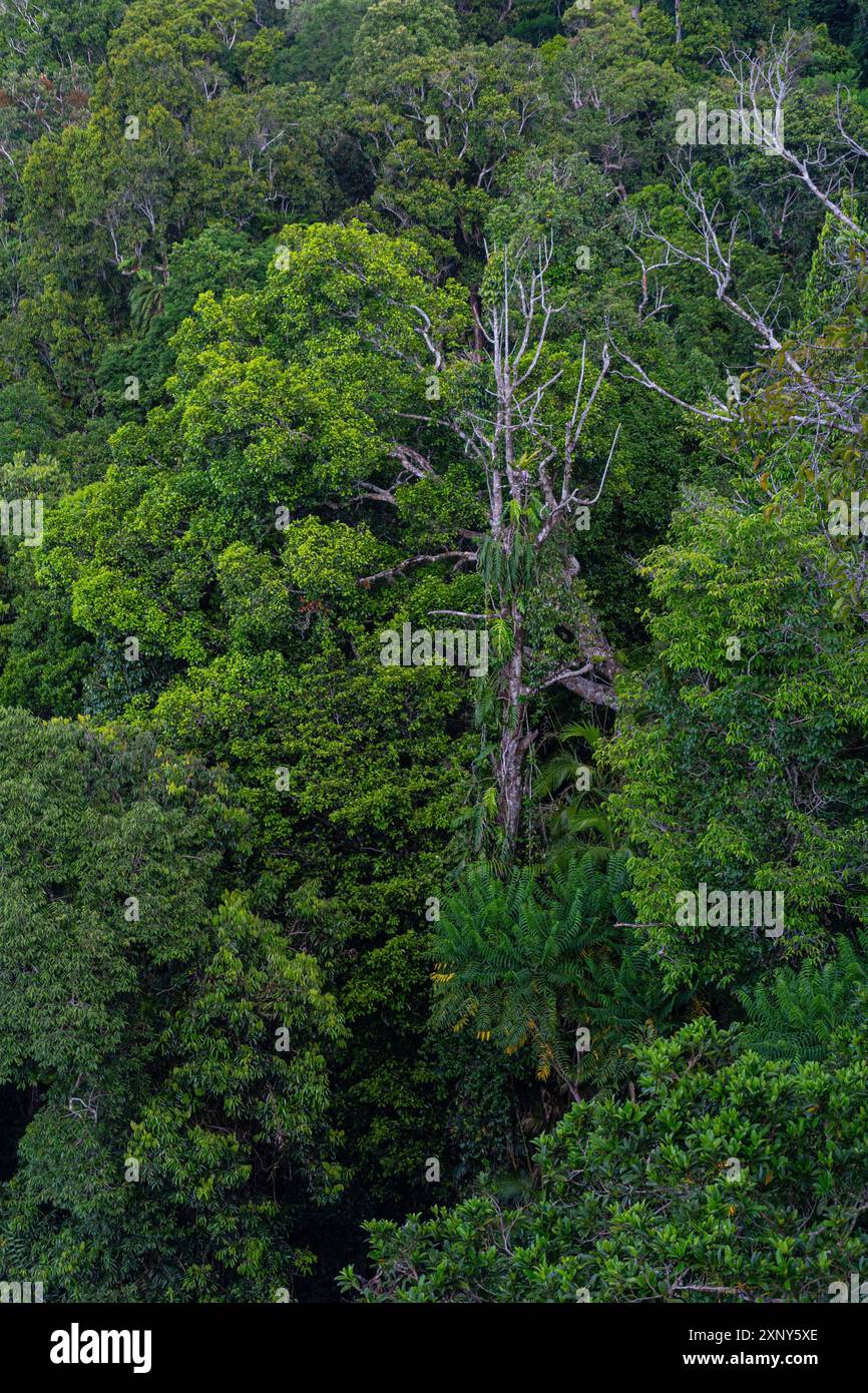 Mamu australia hi-res stock photography and images - Alamy