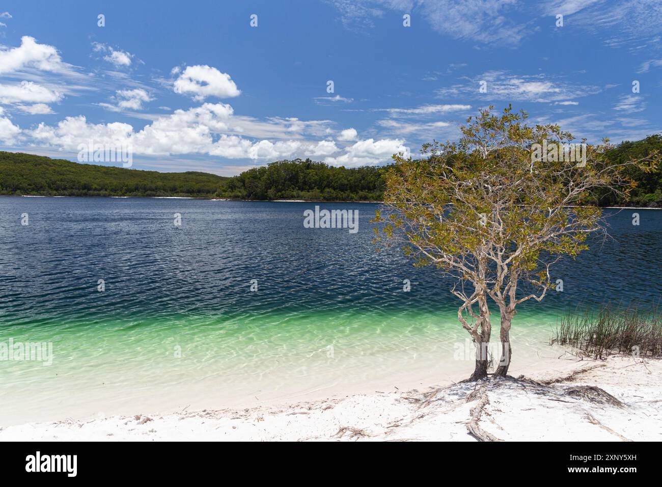 Lake McKenzie is a shallow groundwater lake on Fraser Island in ...
