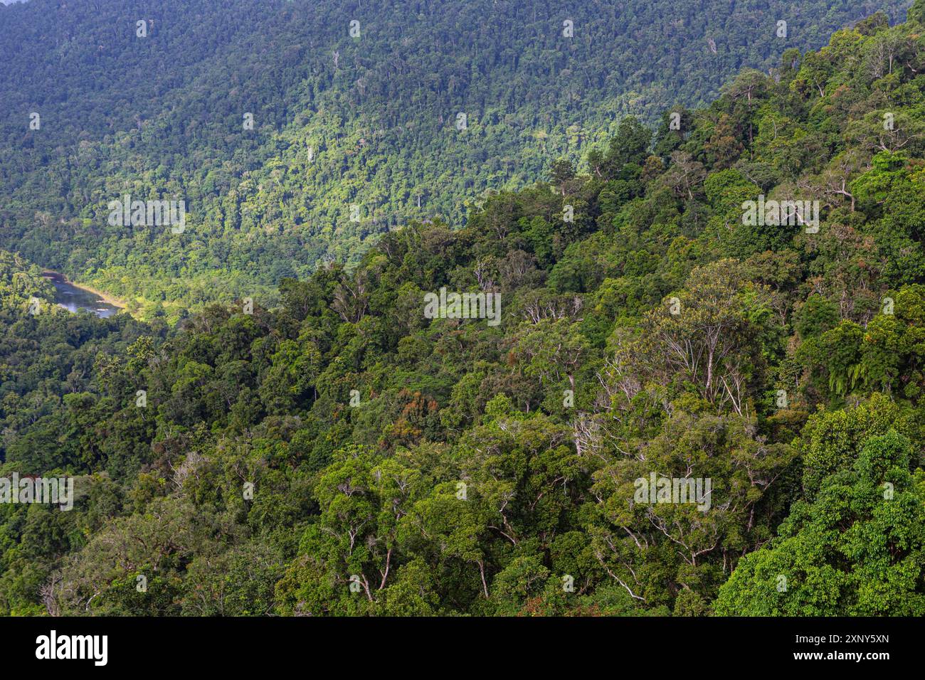 Mamu australia hi-res stock photography and images - Alamy