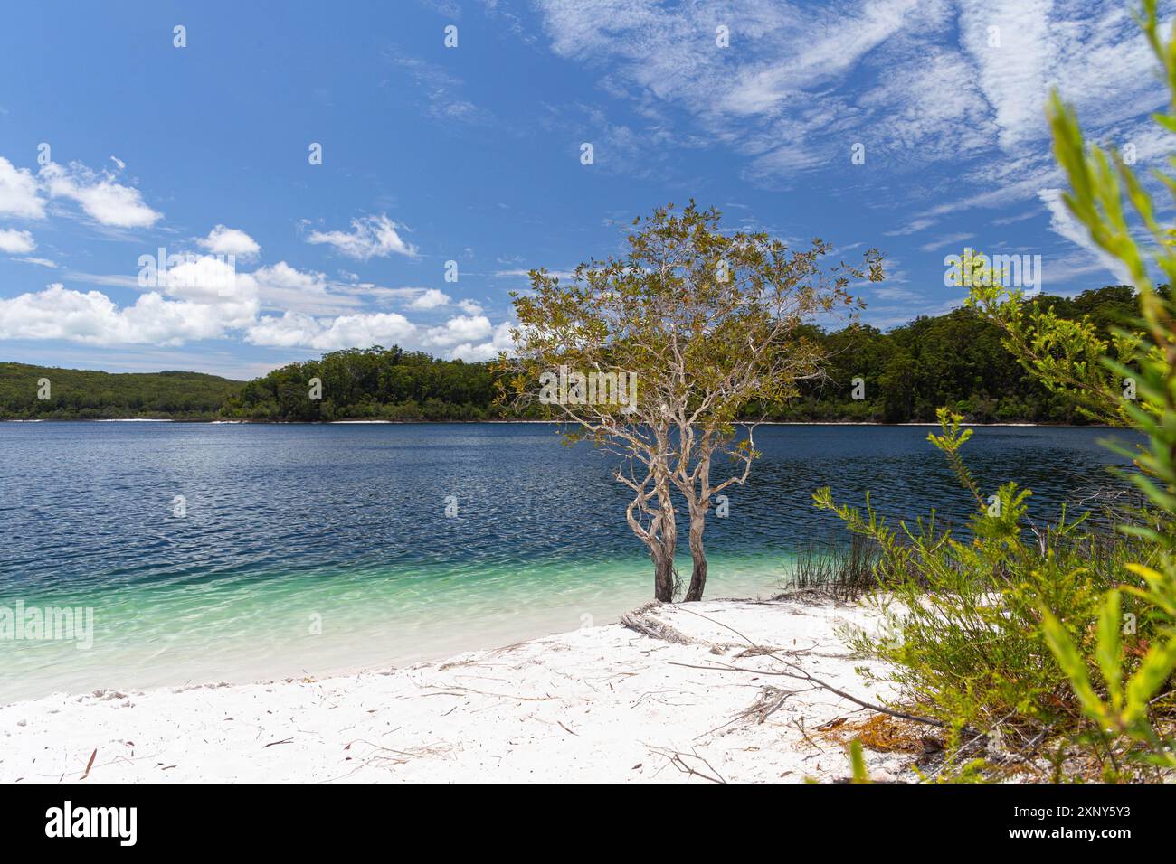Lake McKenzie is a shallow groundwater lake on Fraser Island in ...