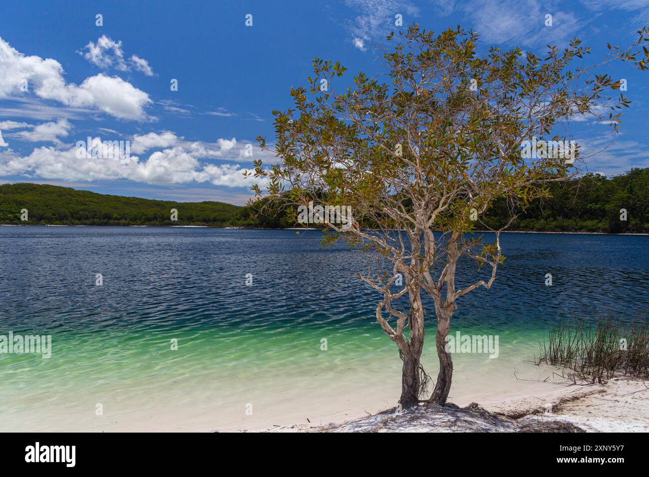 Lake McKenzie is a shallow groundwater lake on Fraser Island in ...