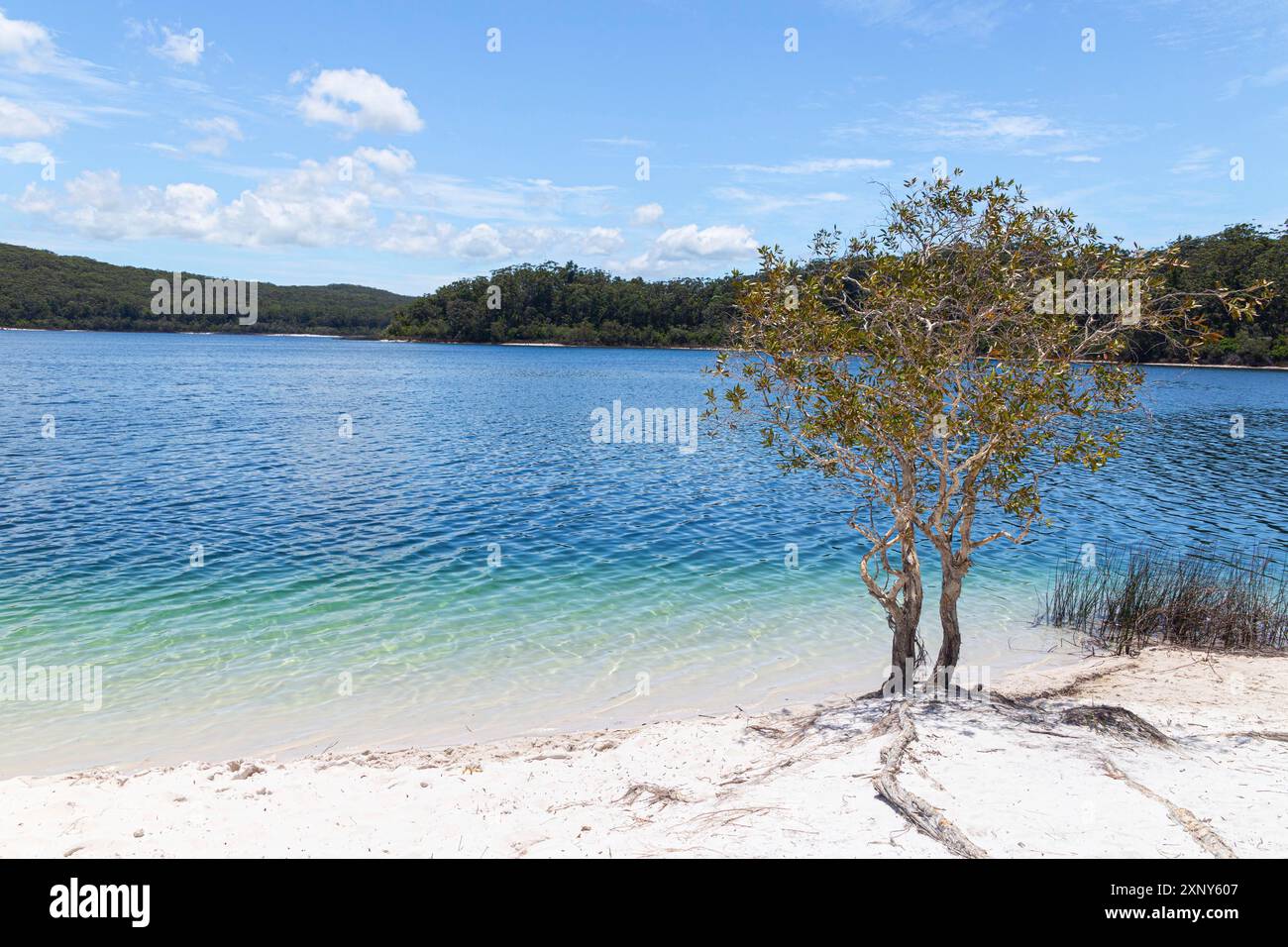 Lake McKenzie is a shallow groundwater lake on Fraser Island in ...