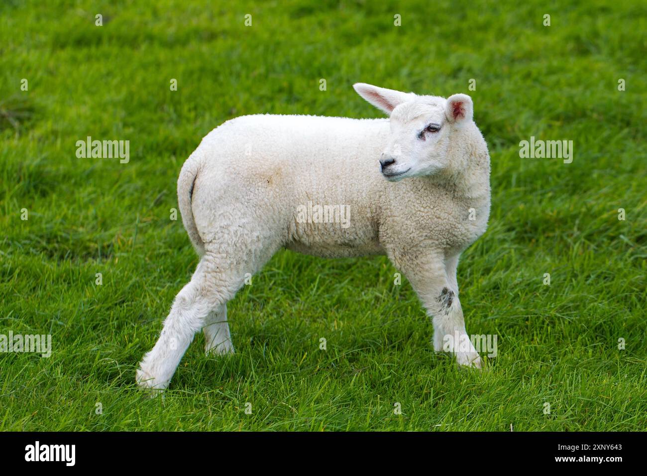 Illuminated sheep hi-res stock photography and images - Alamy
