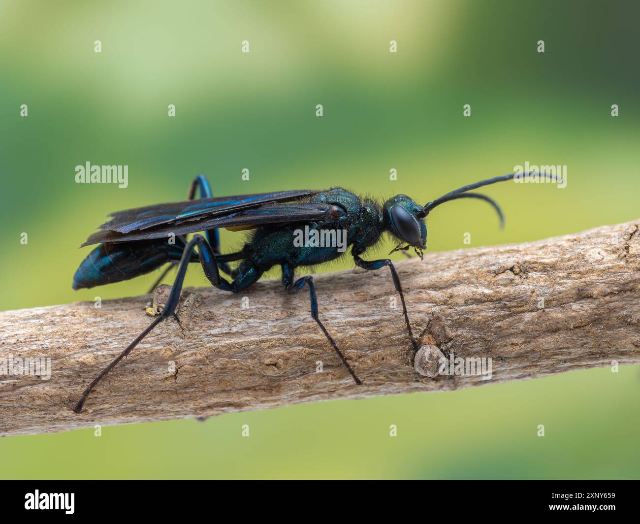 Blue mud dauber hi-res stock photography and images - Alamy