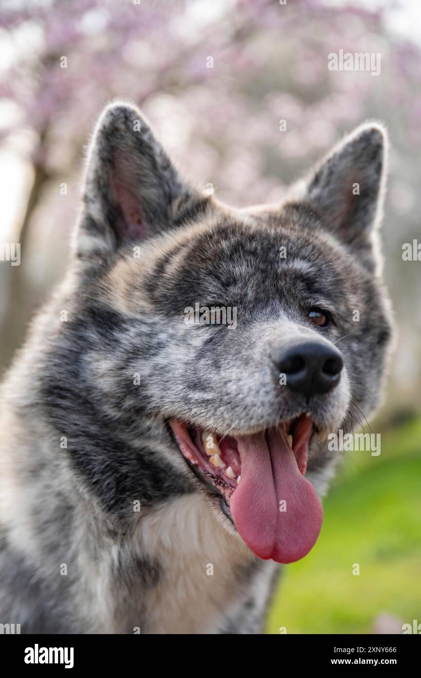 Akita inu dog with gray fur and open mouth in front of a pink cherry ...