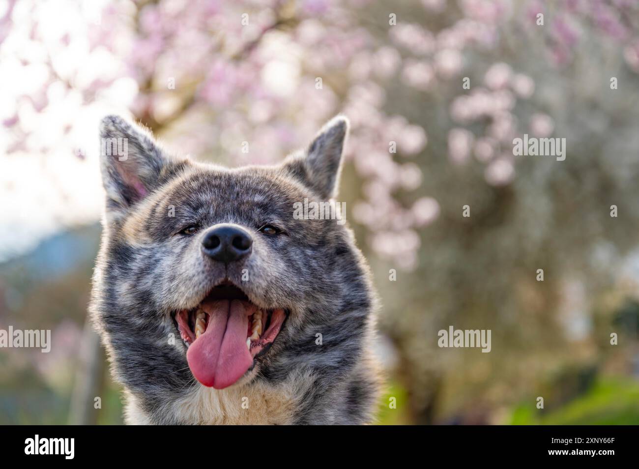 Akita inu dog with gray fur smiling at camera in front of a pink cherry ...
