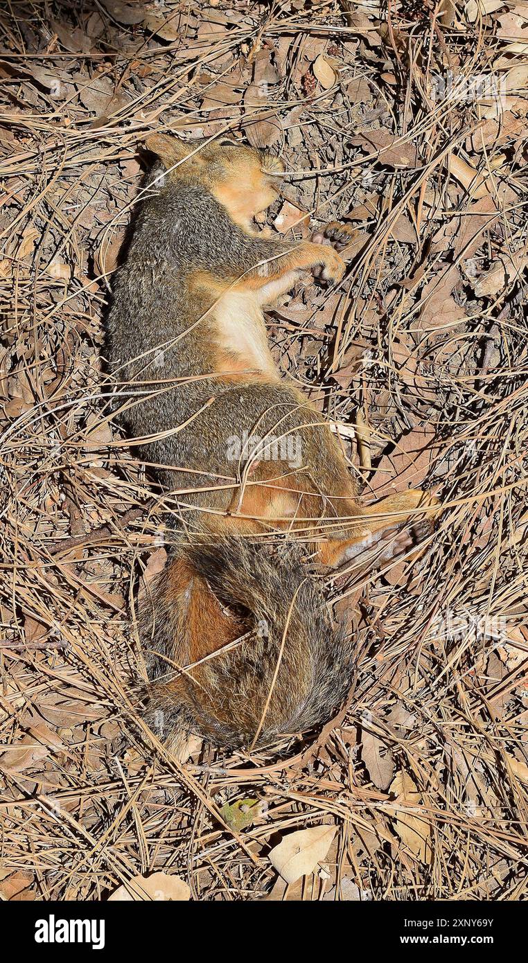 dead squirrel in a park in Union City, California Stock Photo - Alamy