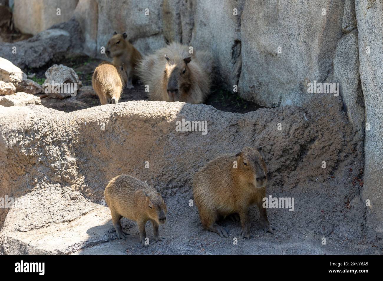 Family group of capybaras Stock Photo - Alamy