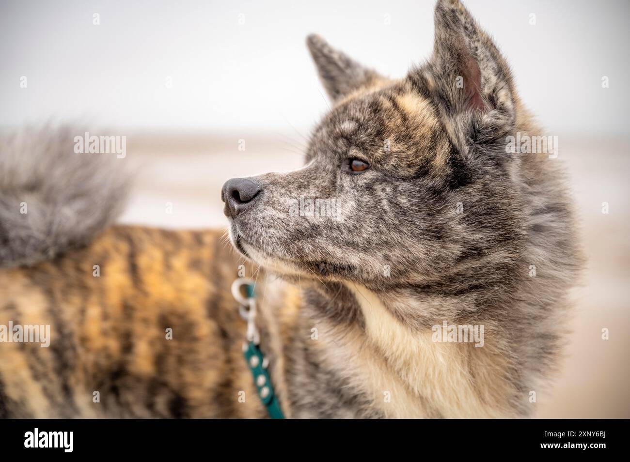 Akita inu dog with gray fur standing on the beach, looking at its ...