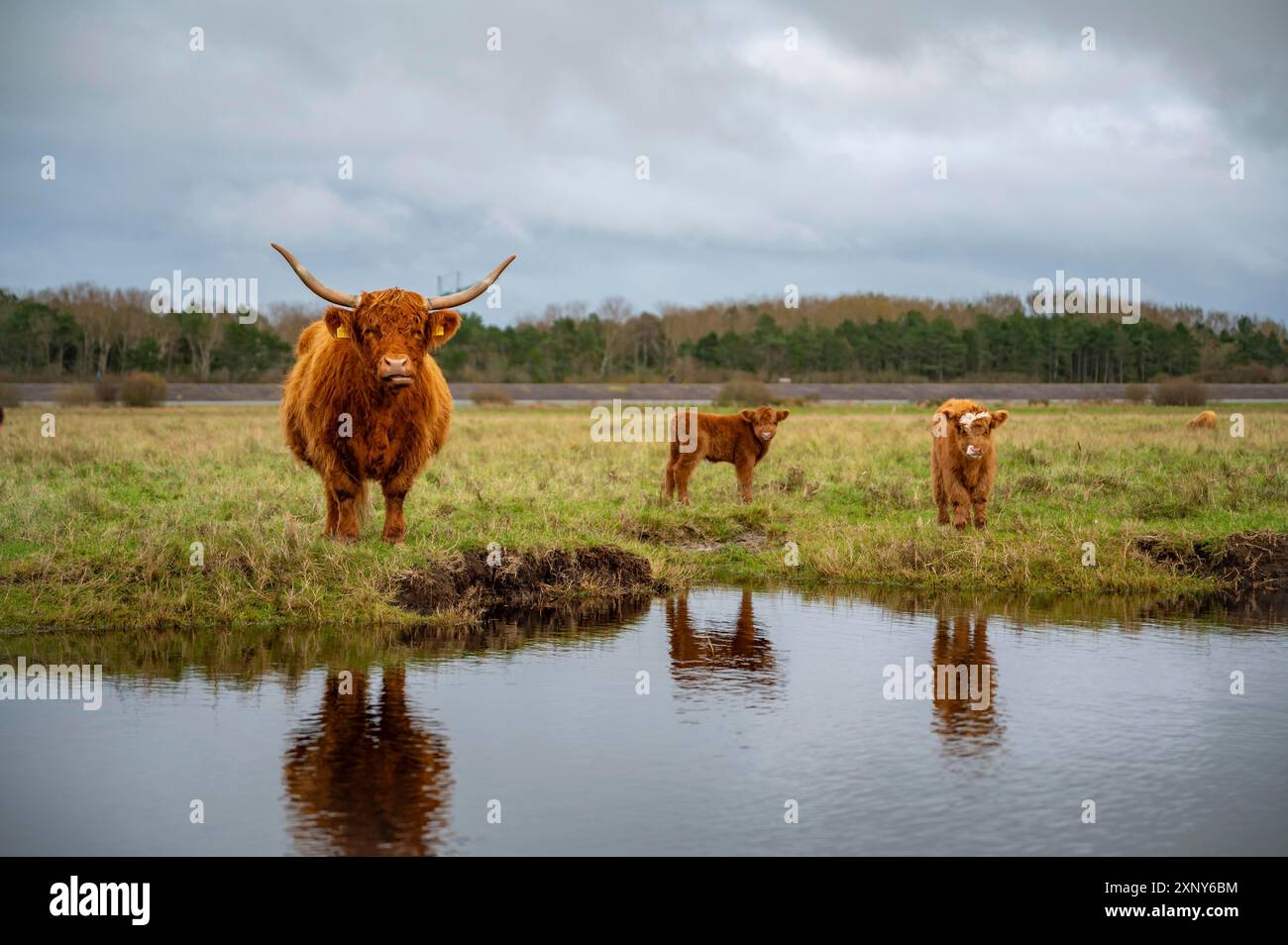 Highland cow mother with her two little calf on the salt marsh with ...