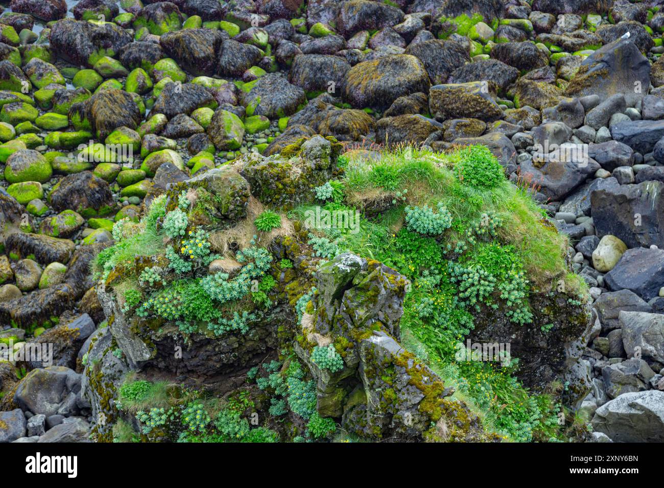 Hike from Arnarstapi to the Stone Bridge in the south of Iceland Stock ...