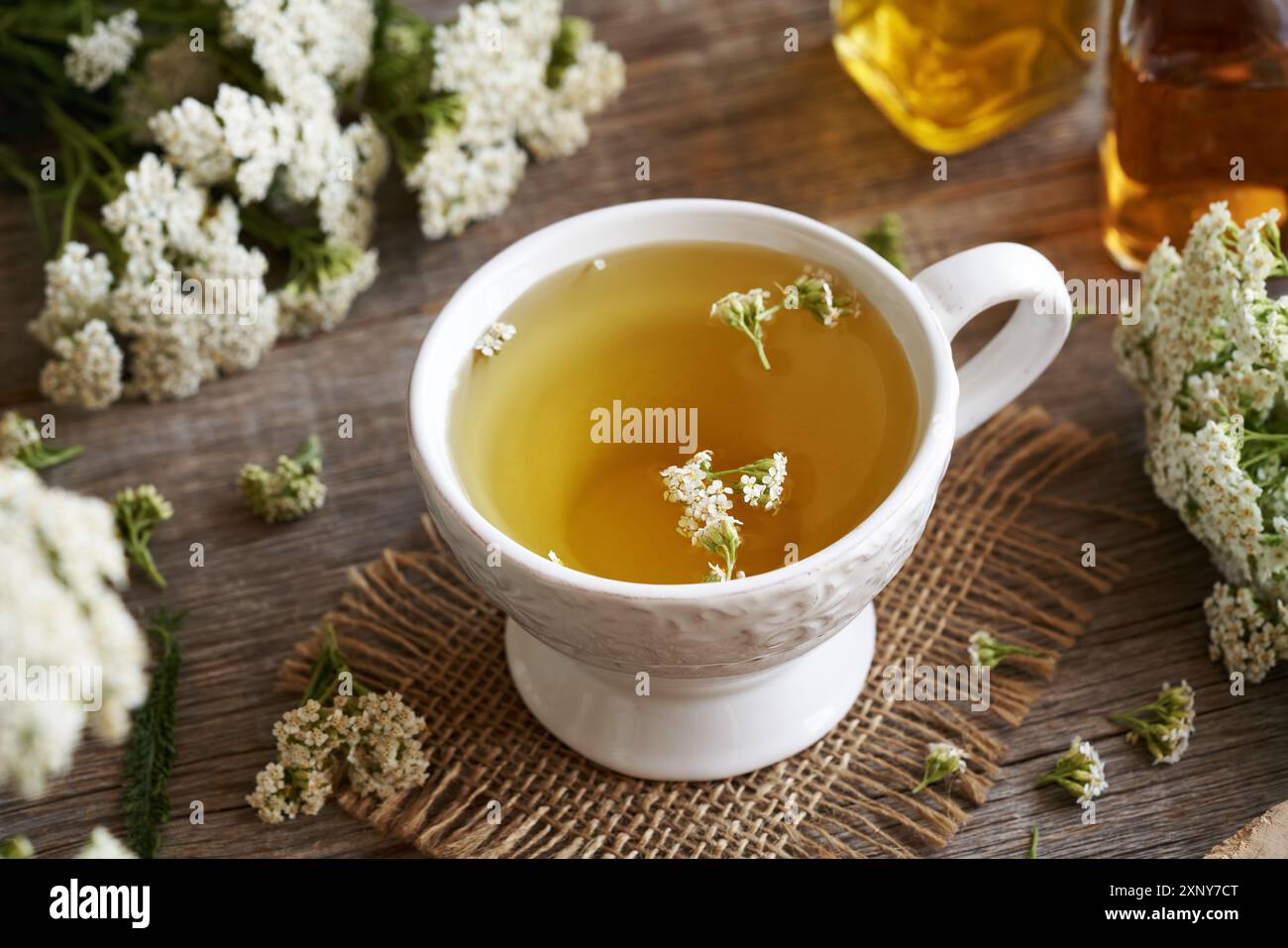A white cup of yarrow tea with fresh Achillea millefolium plant Stock ...