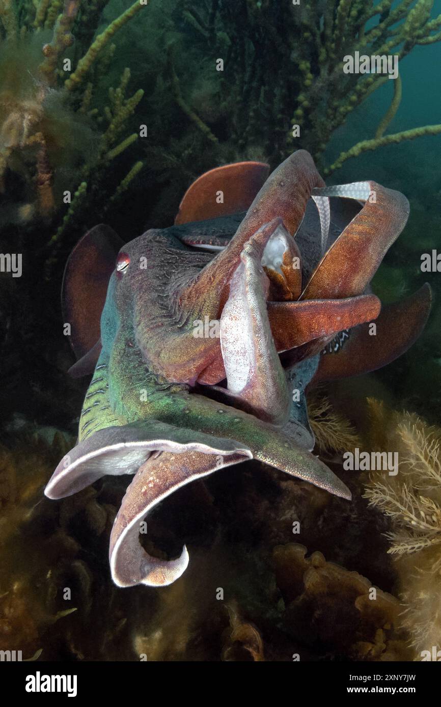 Australian Giant Cuttlefish Stock Photo - Alamy