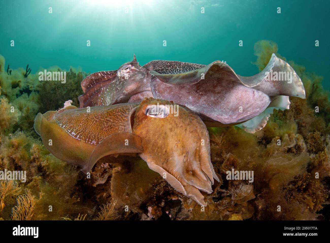 Australian Giant Cuttlefish Stock Photo - Alamy