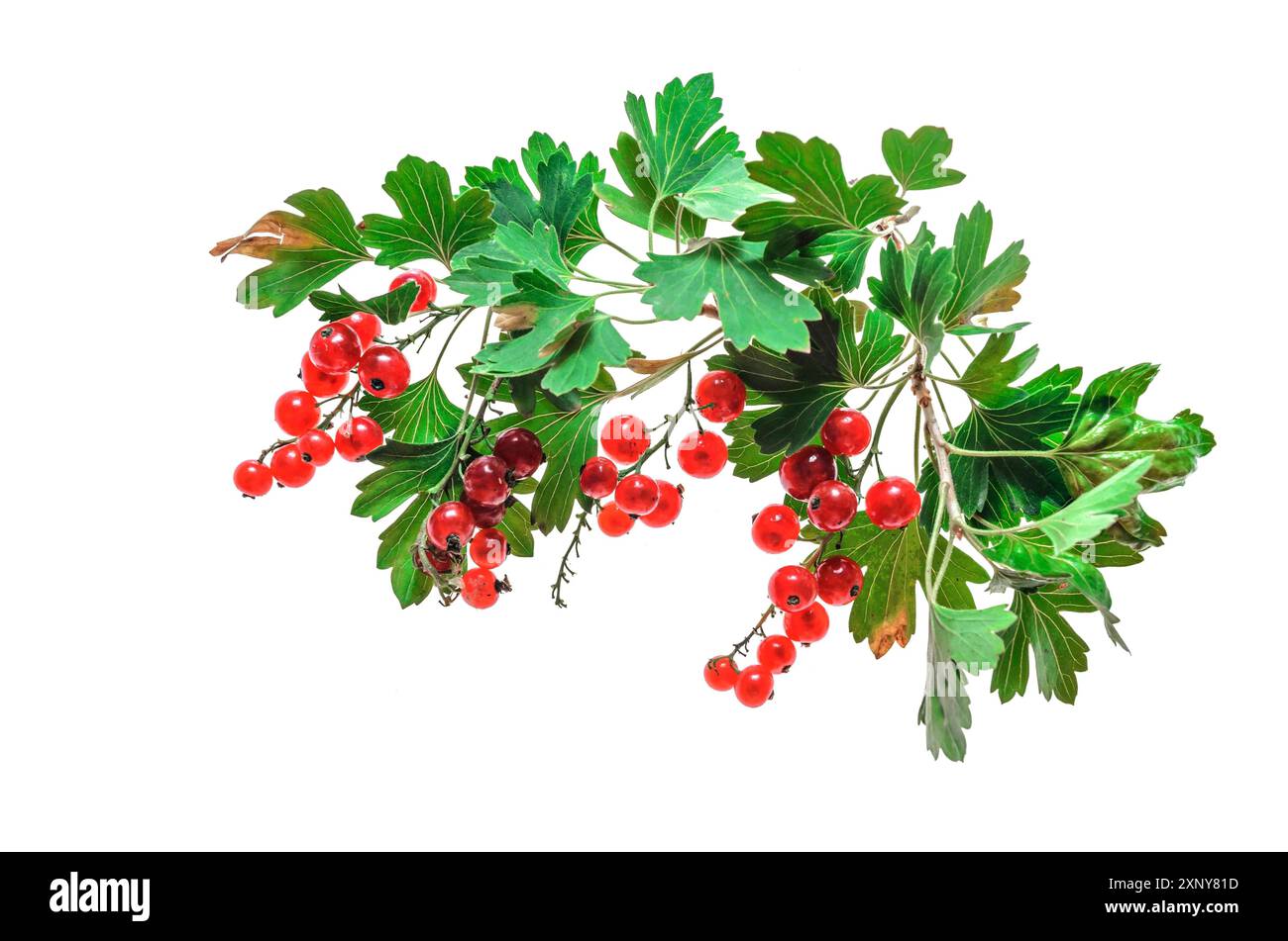 Red berry branches Cut Out Stock Images & Pictures - Alamy