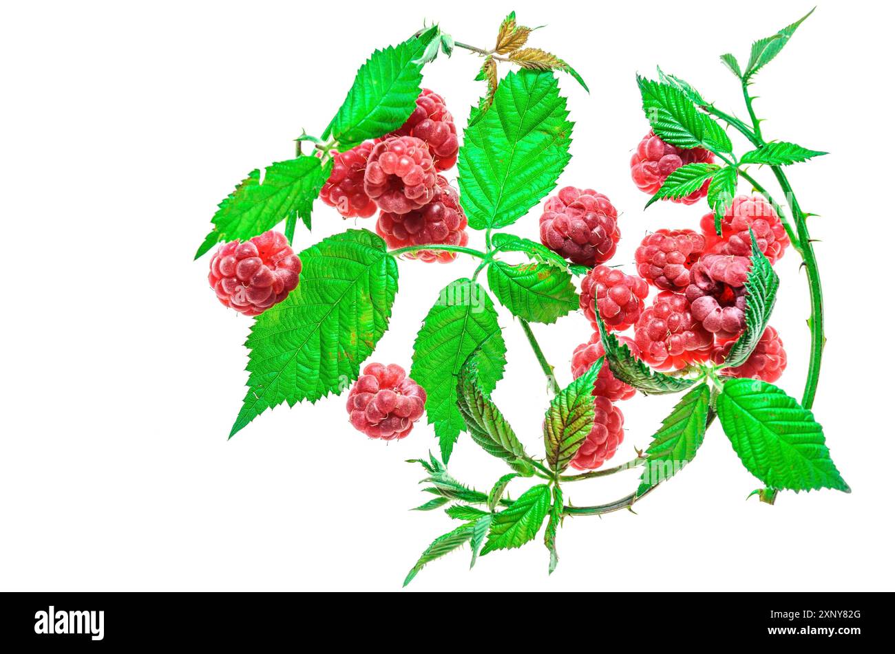 Berries raspberry branches on hi-res stock photography and images - Alamy