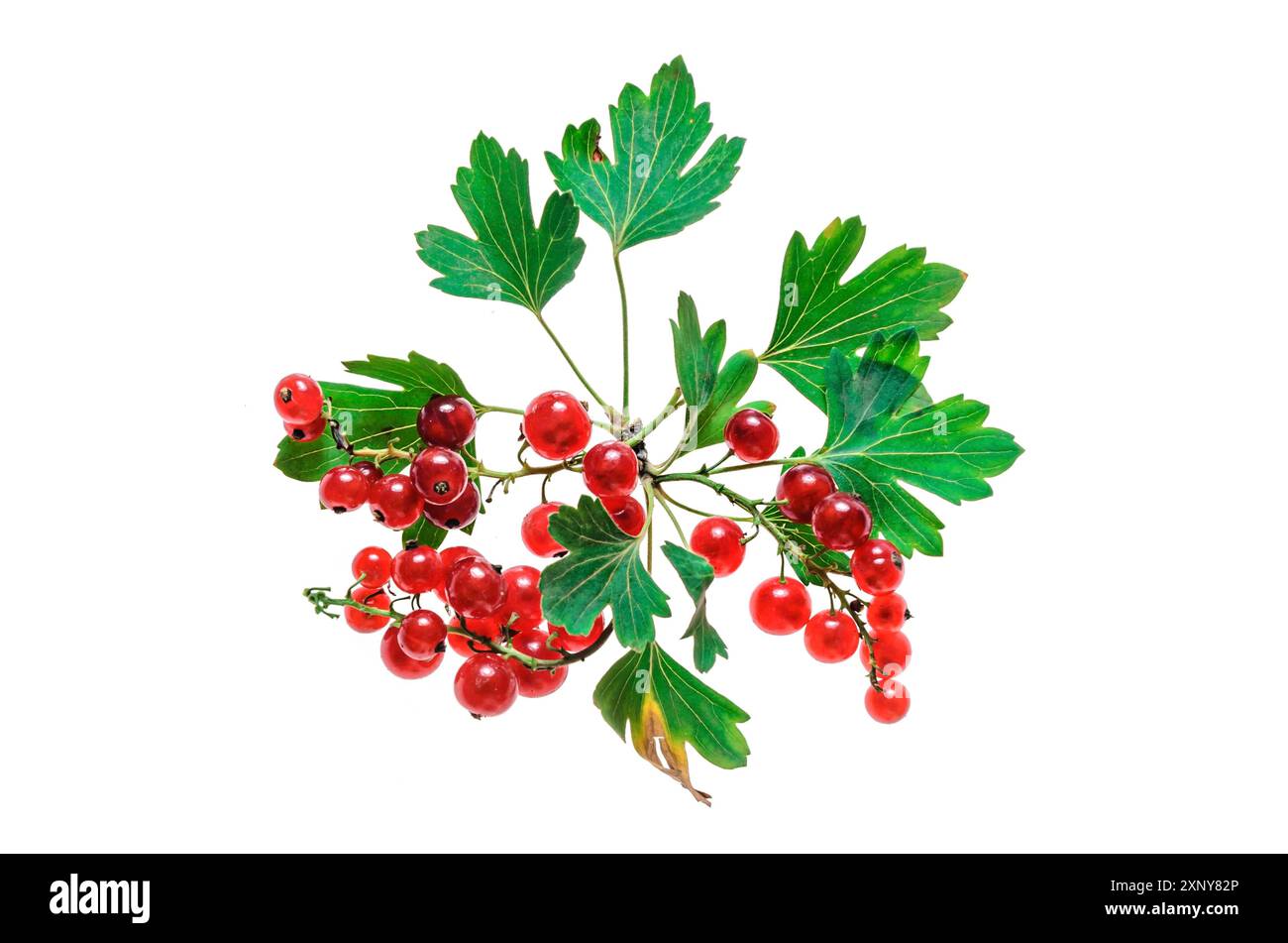 Red berry branches Cut Out Stock Images & Pictures - Alamy