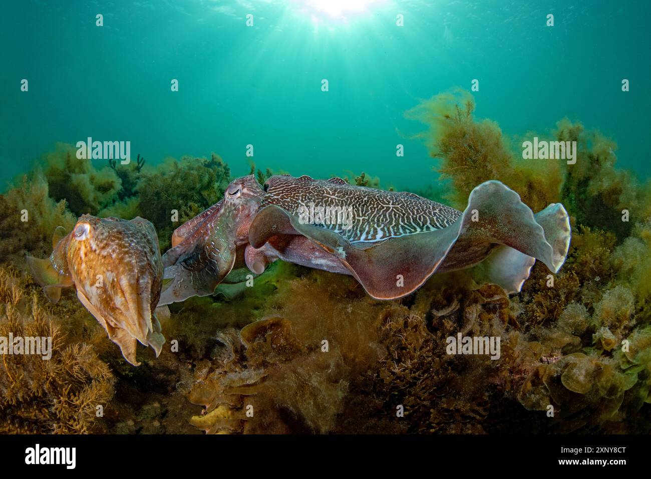 Australian Giant Cuttlefish Stock Photo - Alamy