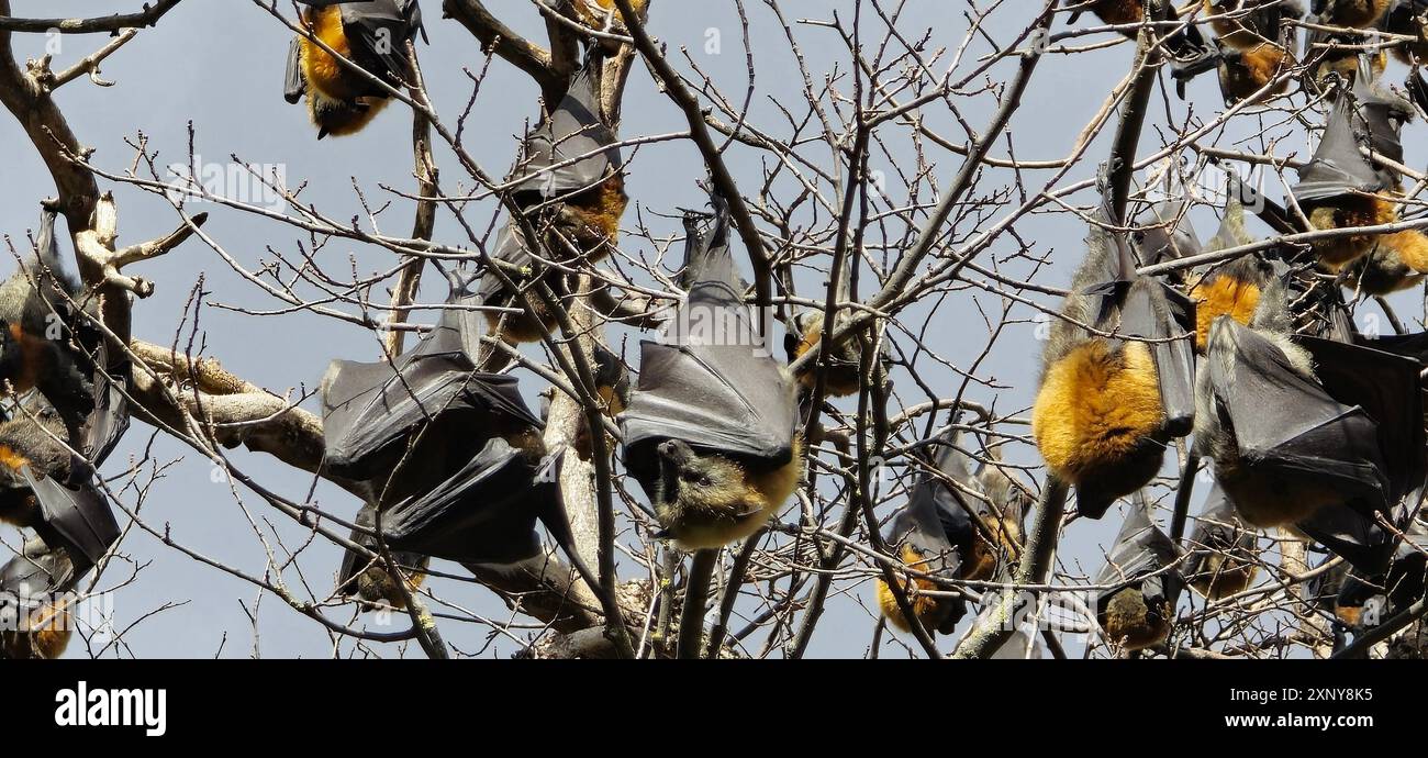 Australian flying foxes Stock Photo - Alamy