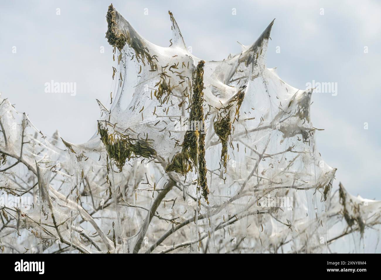 Mass emergence of ermine moth caterpillars (Yponomeutidae) and their ...