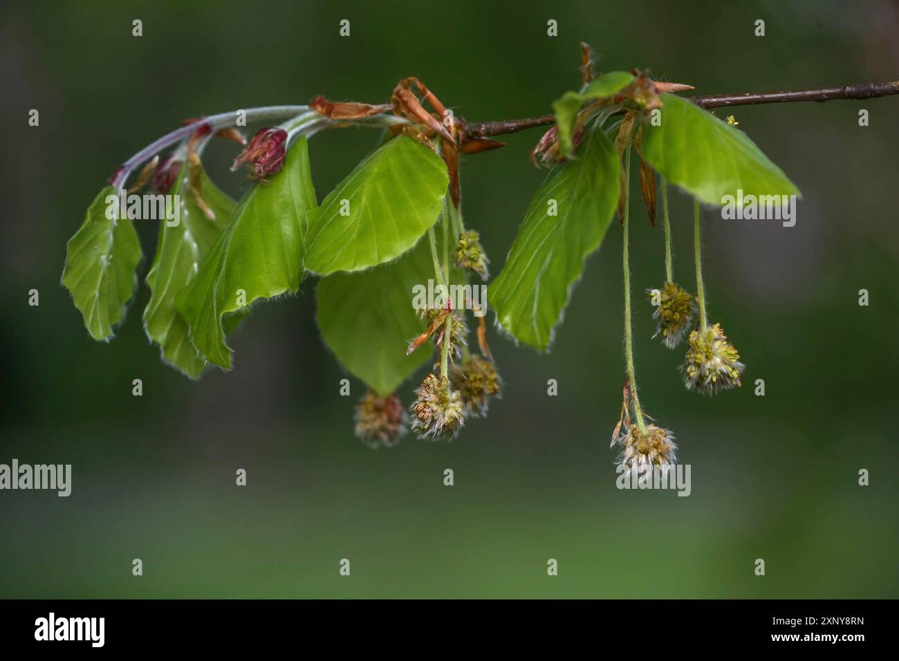 Beech tree (Fagus sylvatica) with young leaves and hanging hairy male ...