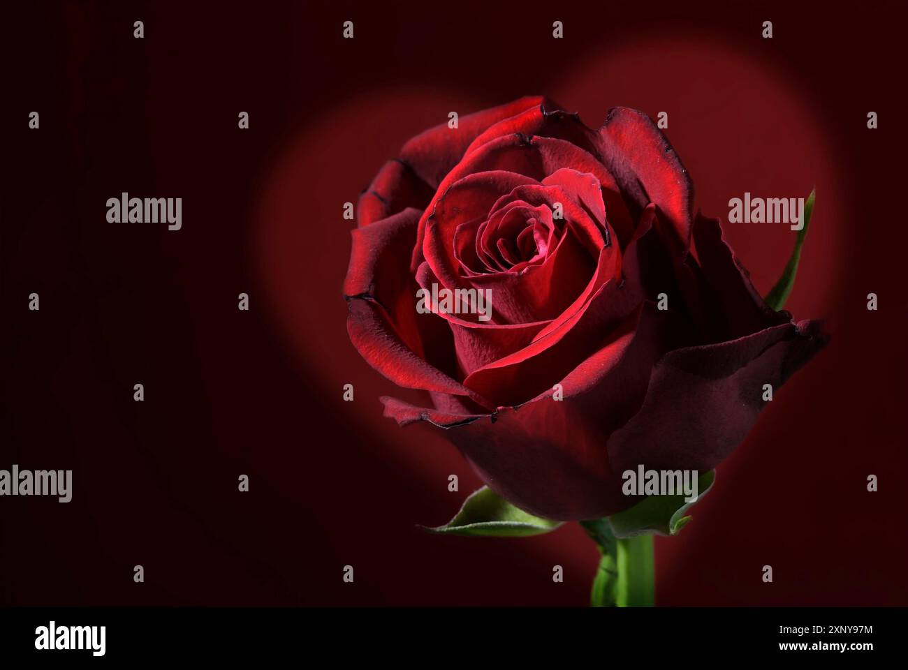 Deep red rose flower head against a dark red background with copy space ...
