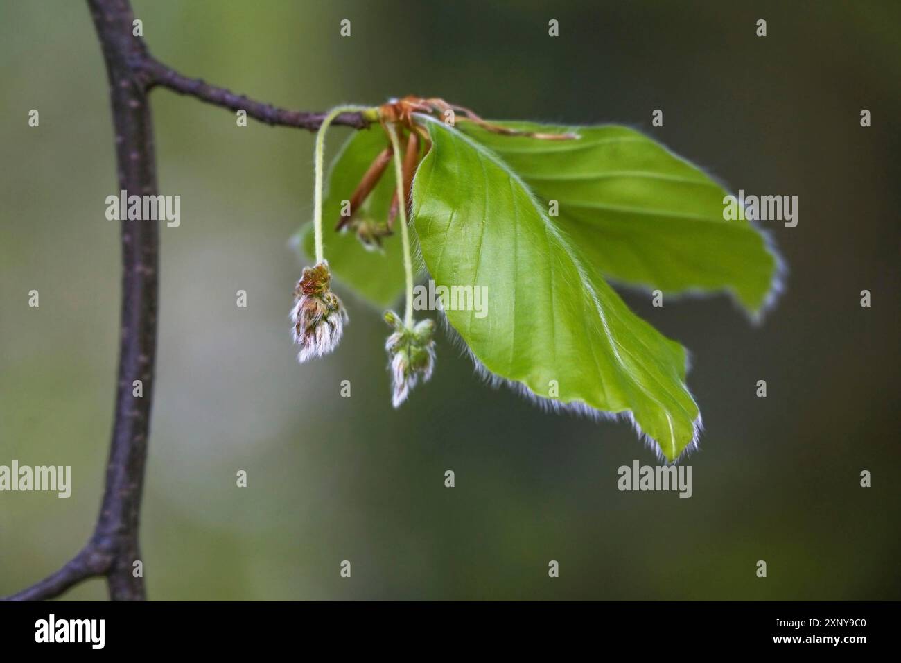 Hairy male flowers and leaves on a branch of the common beech tree ...