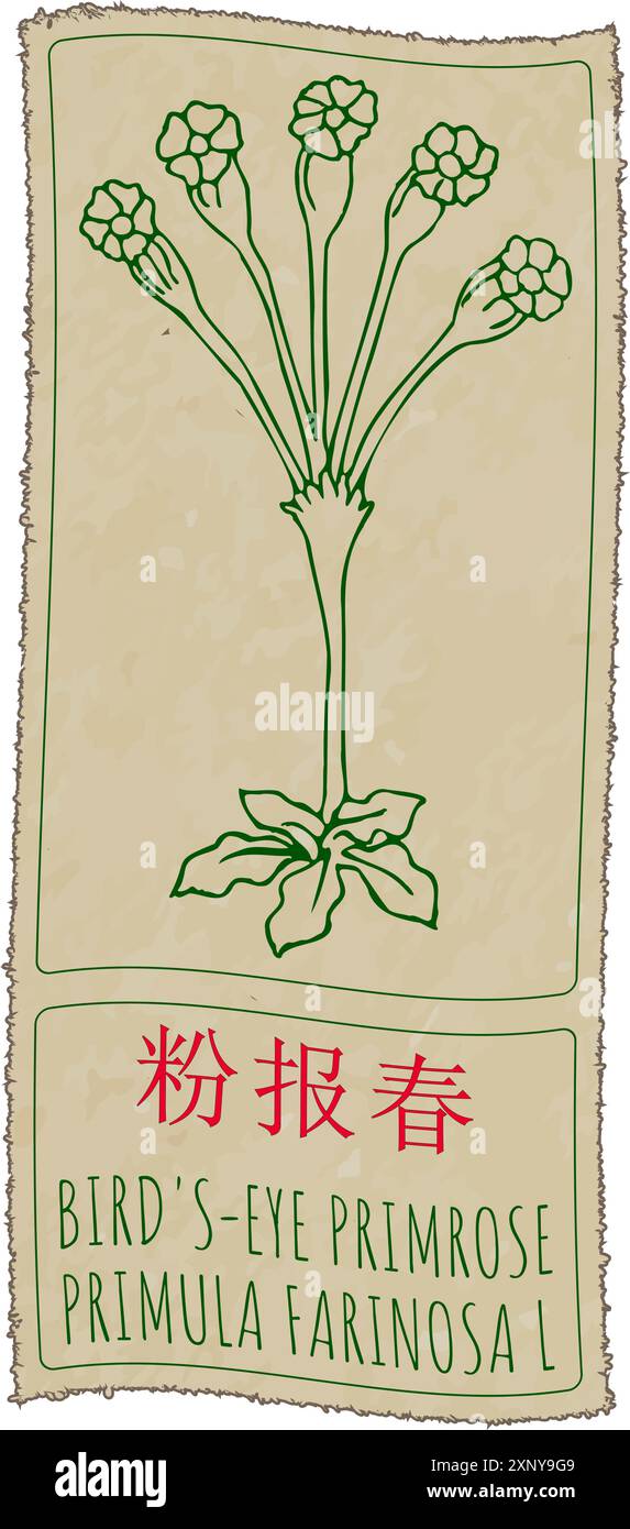 Birds eye primrose primula Stock Vector Images - Alamy