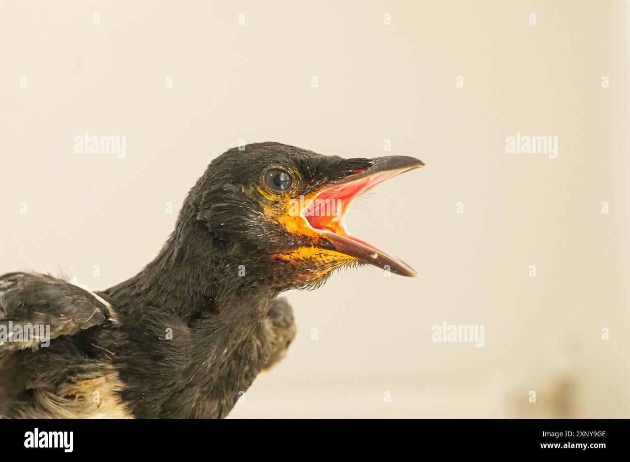 Baby Eurasian Magpie (Pica pica) waiting for food with its mouth open ...