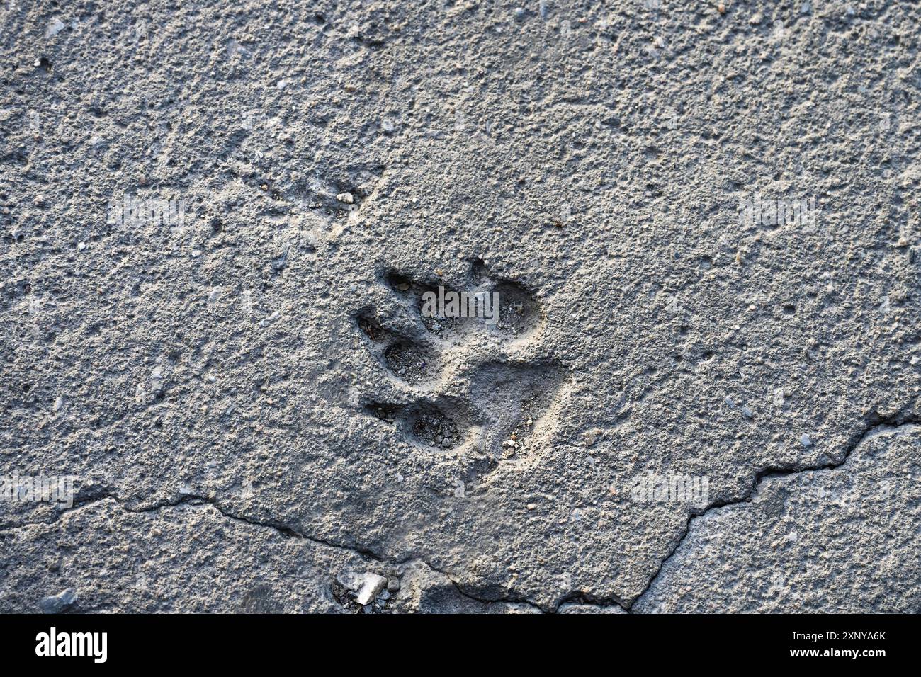 Imprint of a dog paw in crumbly concrete on an old road, gray ...