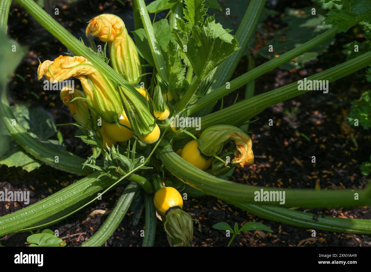 Yellow ball zucchini fruits with flowers between the long stems of the ...