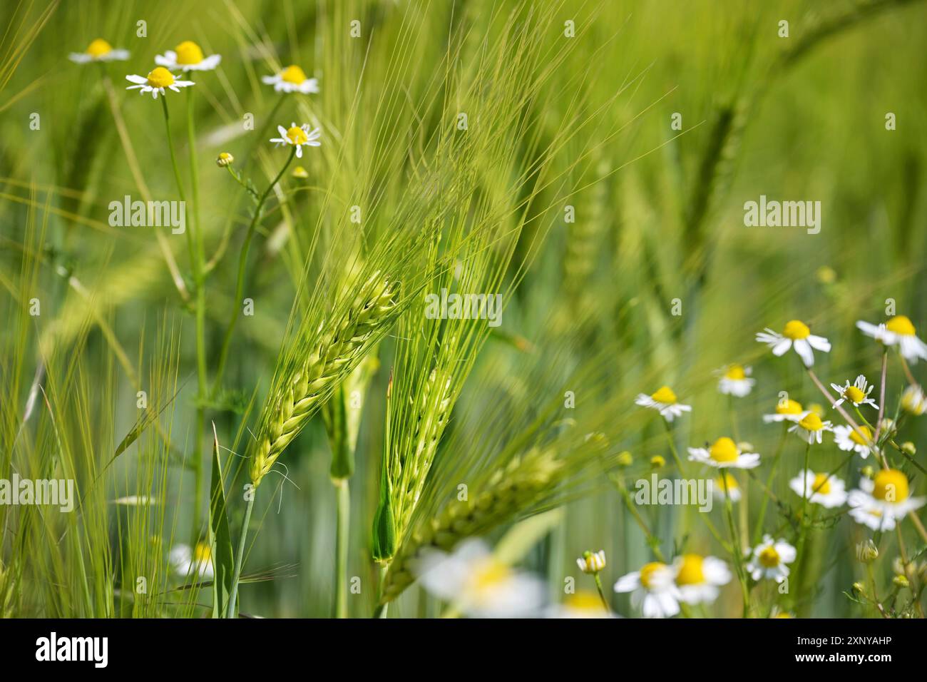Barley ears with long awns and semi-ripe grain grow together with ...