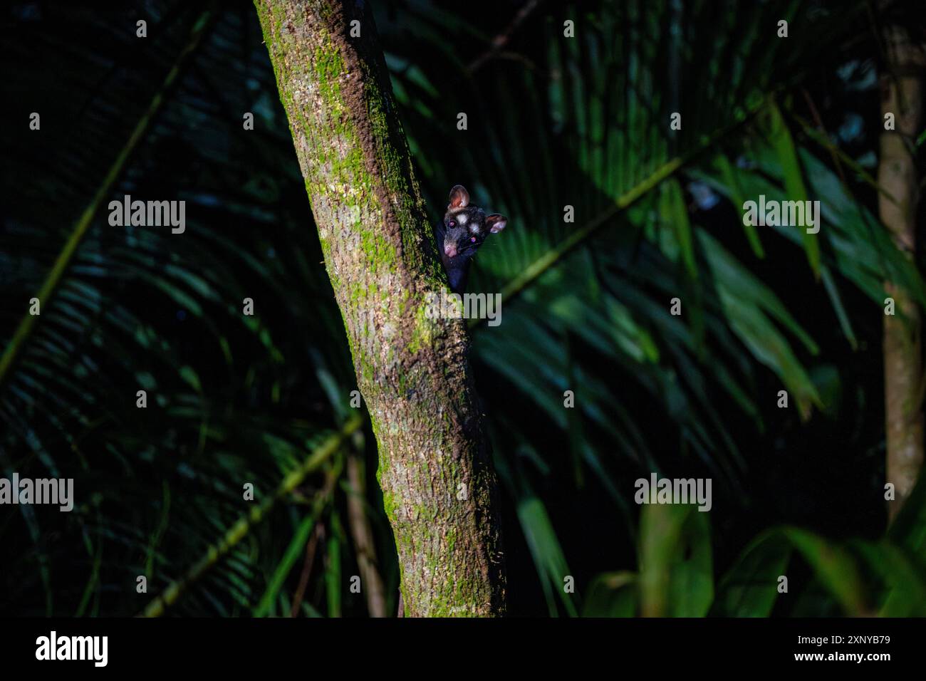 Curious Gray four-eyed opossum (Philander opossum) looking out from ...
