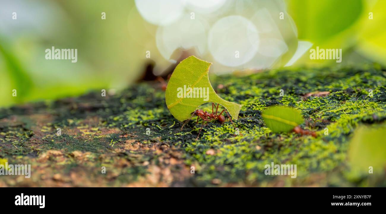 Leafcutter ants carrying leaves, ant trail, Tortuguero National Park ...