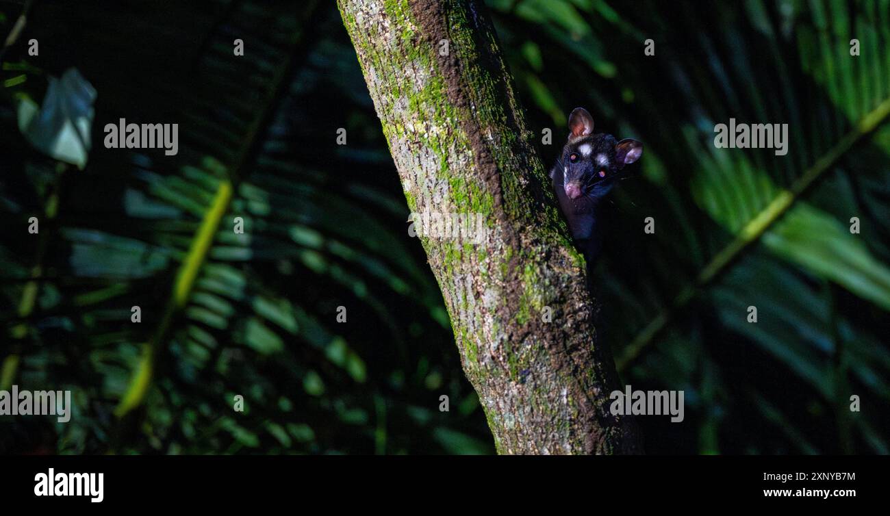 Curious Gray four-eyed opossum (Philander opossum) looking out from ...