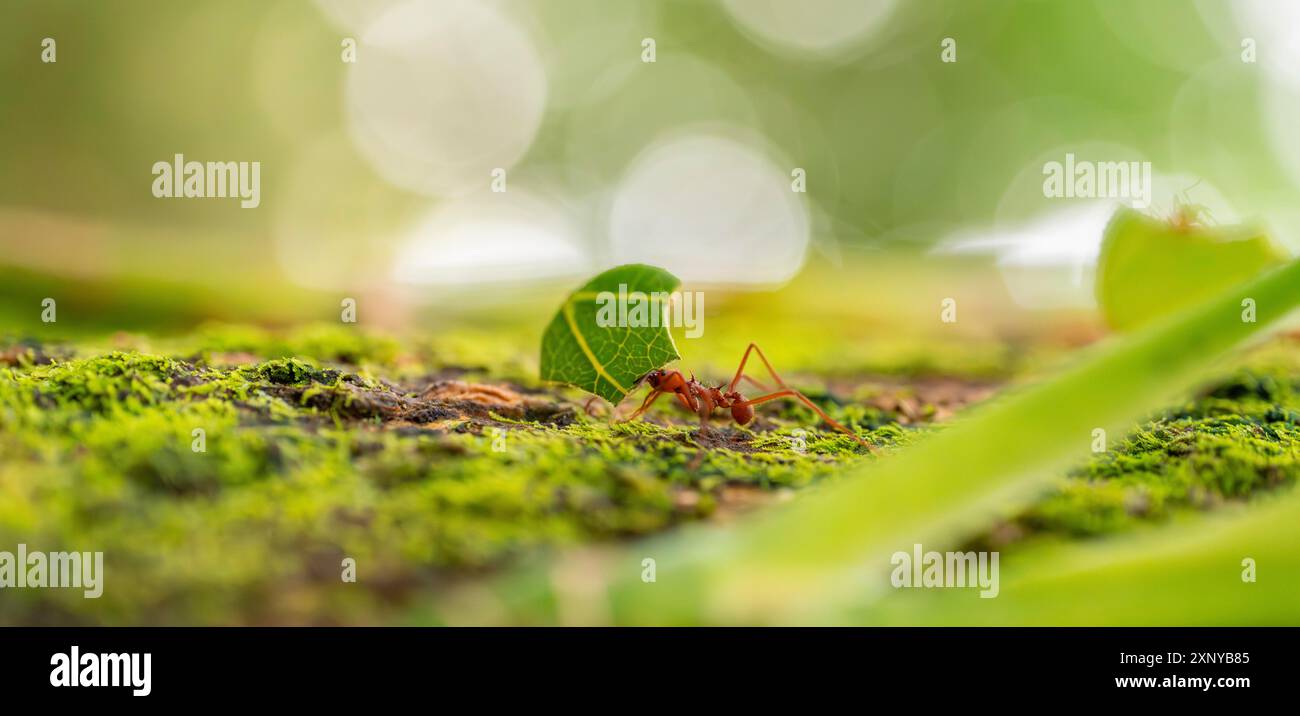 Leafcutter ants carrying leaves, ant trail, Tortuguero National Park ...