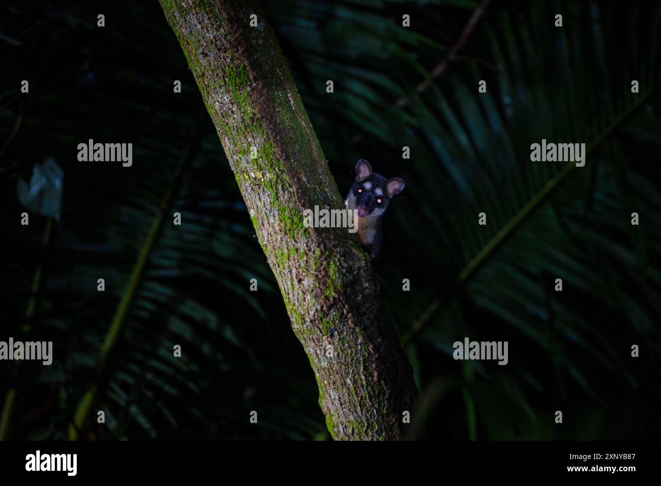 Curious Gray four-eyed opossum (Philander opossum) looking out from ...