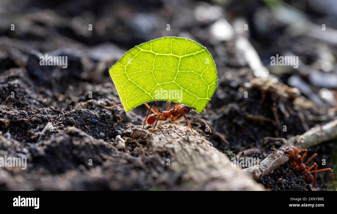 Leafcutter ants carrying leaves, ant trail, Tortuguero National Park ...