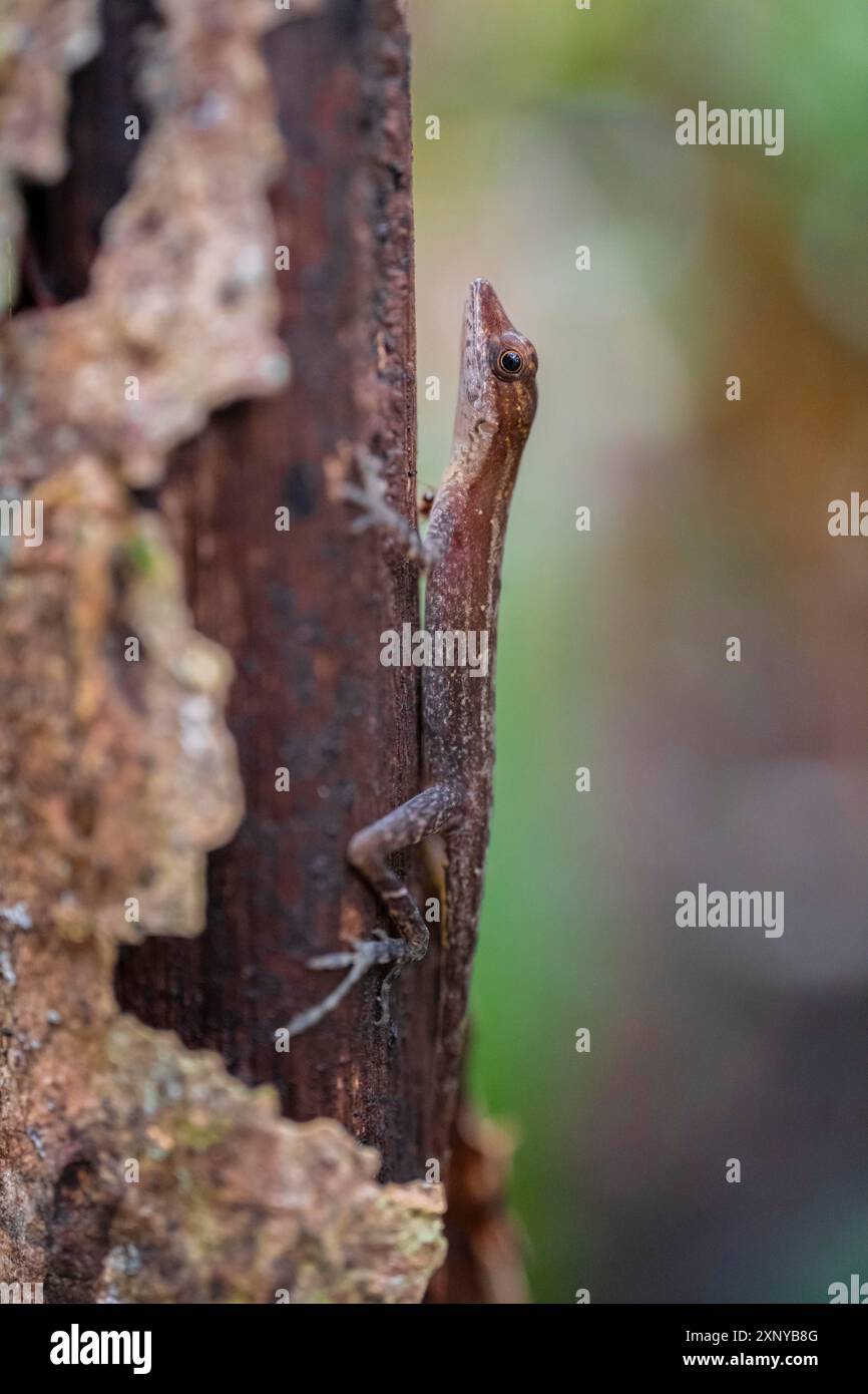 Fringed lizard or Anoli, Tortuguero National Park, Costa Rica Stock ...
