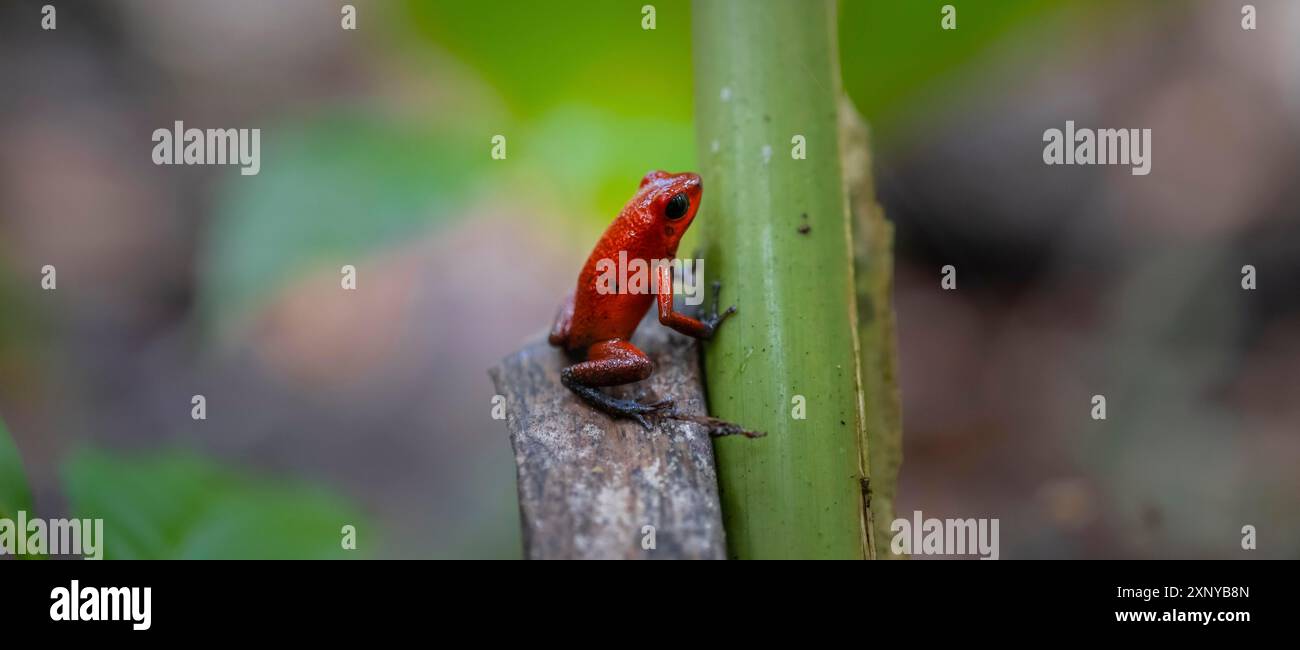 Strawberry poison-dart frog (Oophaga pumilio), Tortuguero National Park ...