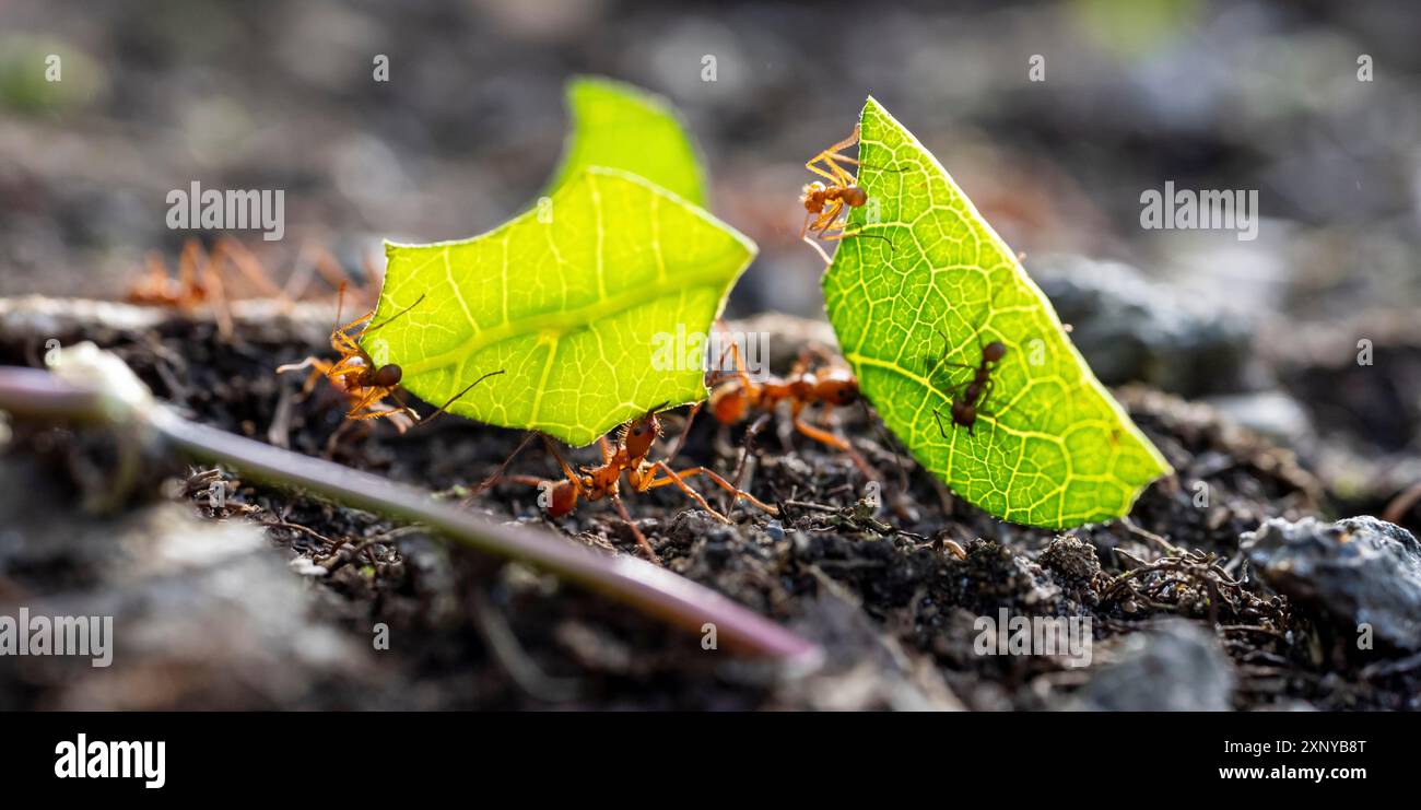 Leafcutter ants carrying leaves, ant trail, Tortuguero National Park ...