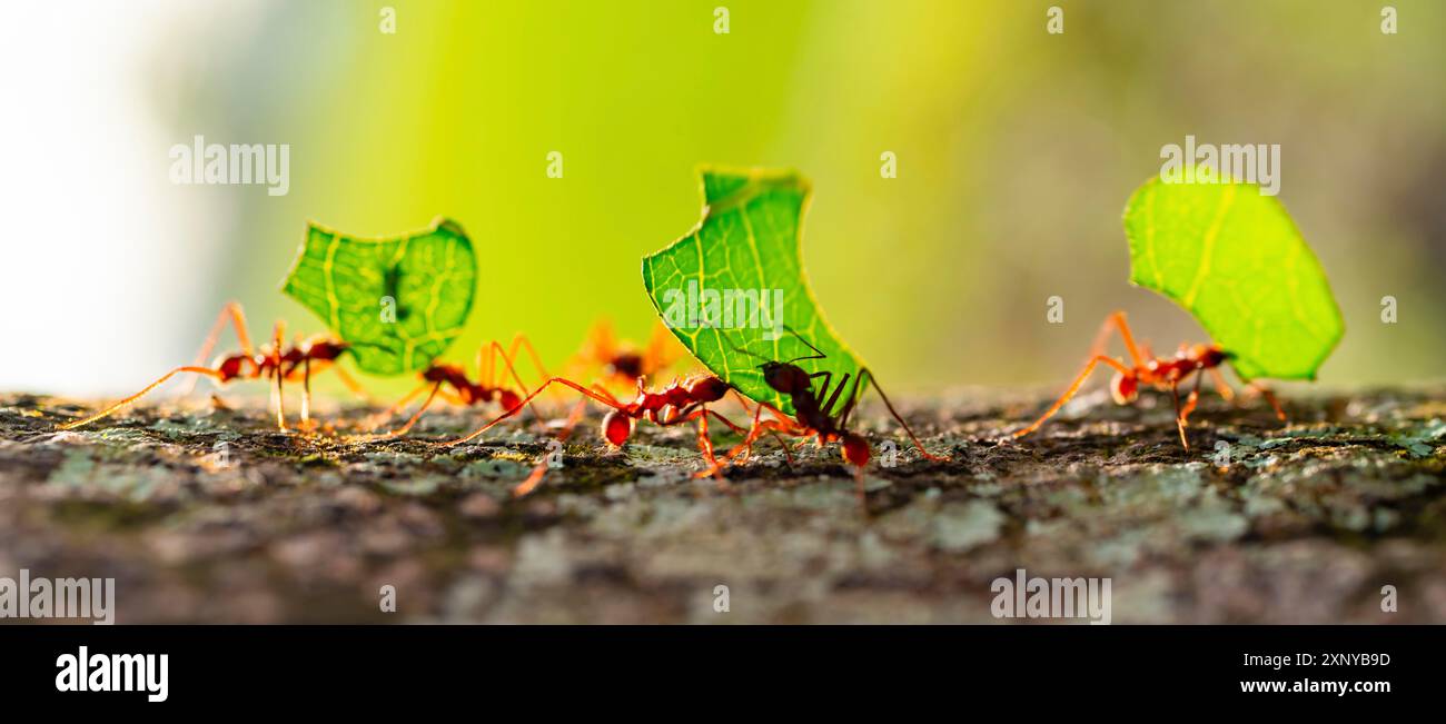 Leafcutter ants carrying leaves, ant trail, Tortuguero National Park ...