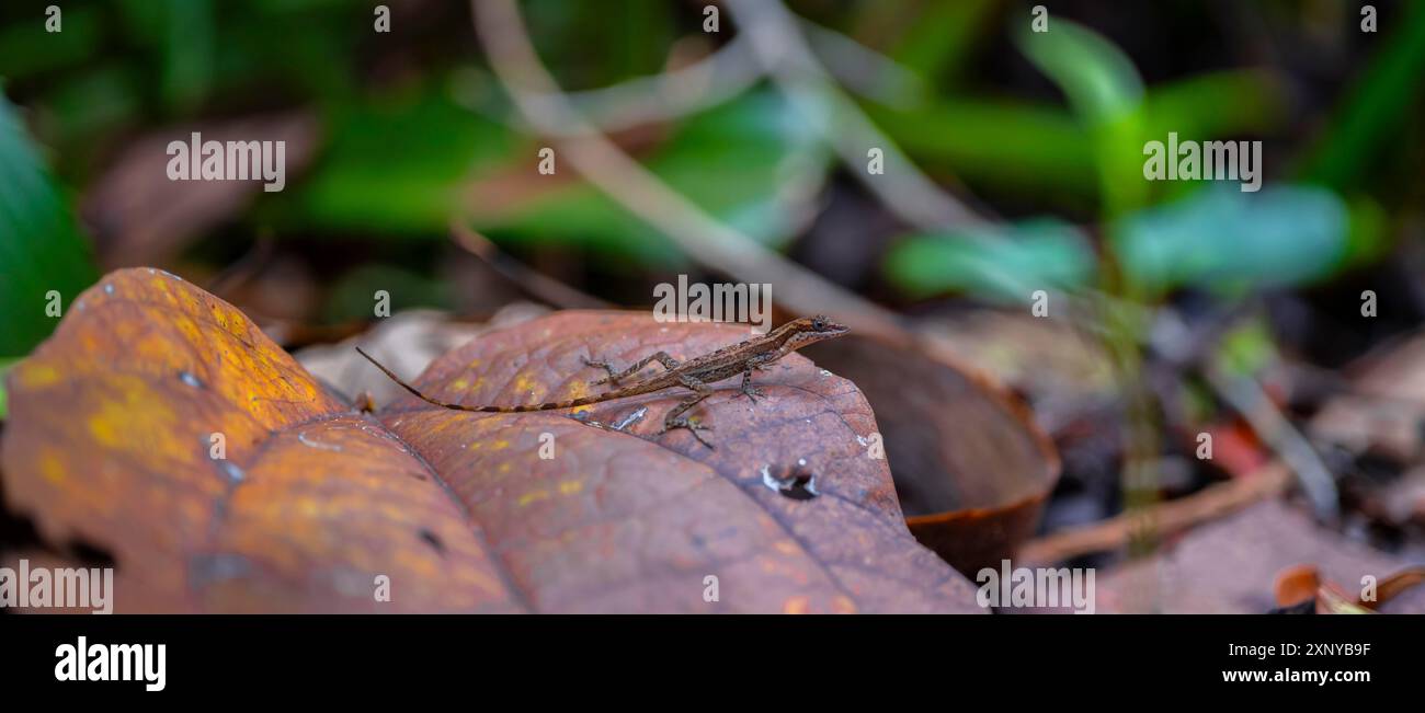Fringed lizard or Anoli, Tortuguero National Park, Costa Rica Stock ...
