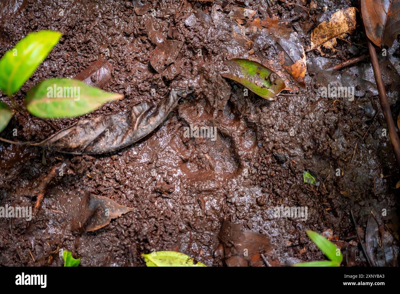 Track of a leopard, paw print, Tortuguero National Park, Costa Rica ...