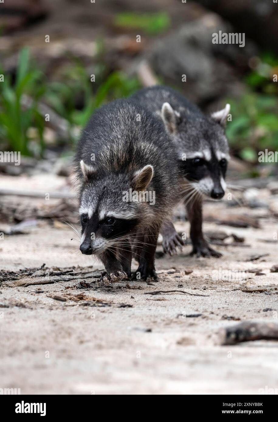 Two raccoon (Procyon lotor) foraging for food, Parque Nacional Cahuita ...