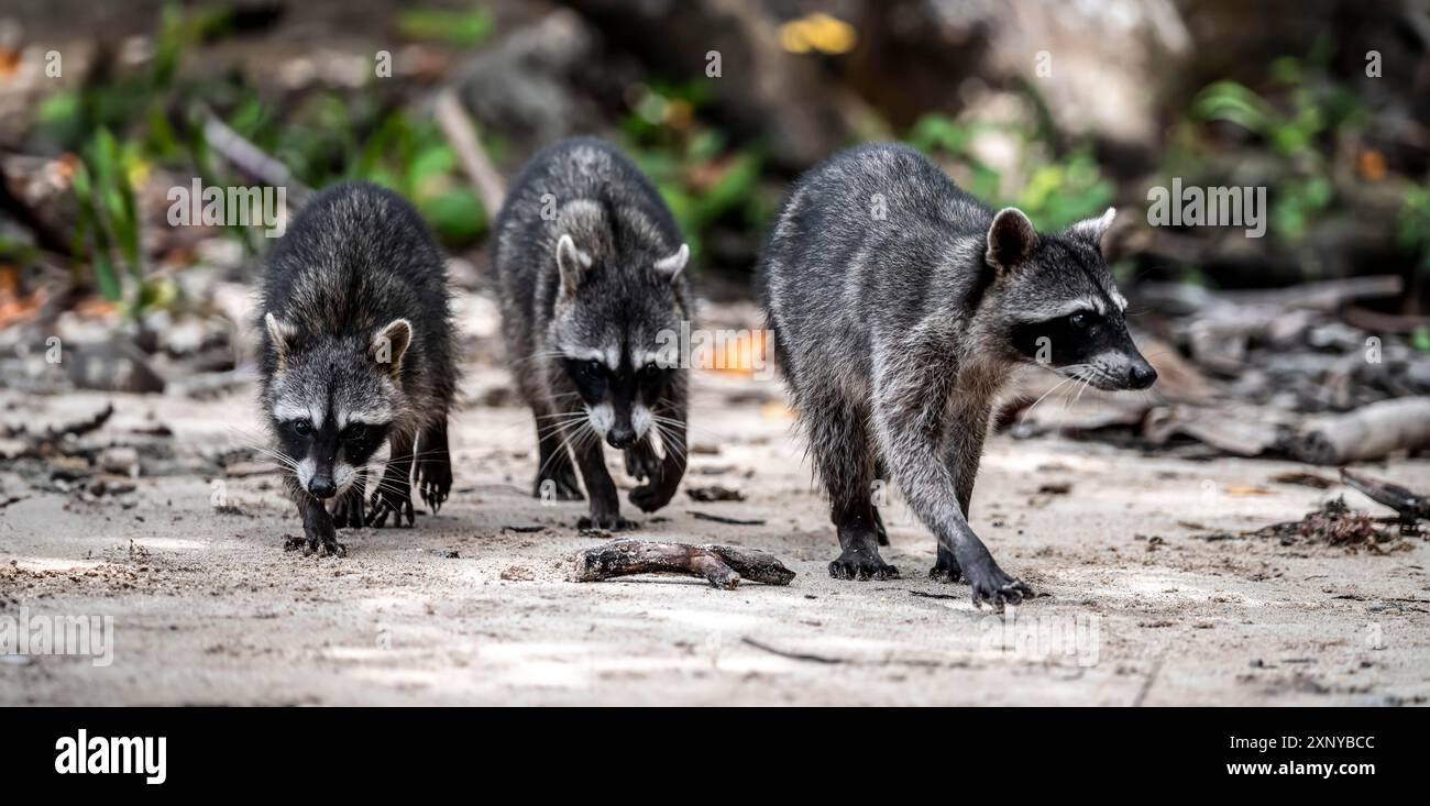 Three raccoon (Procyon lotor) foraging for food, Parque Nacional ...